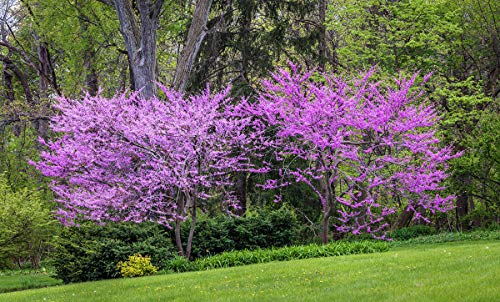 1105-Eastern Redbud Tree (Cercis Canadensis ‎) Seeds by Robsrareandgiantseeds UPC0764425786986 Non-GMO,Organic,USA-Grower,Bonsai, 1105 Package of 25 Seeds