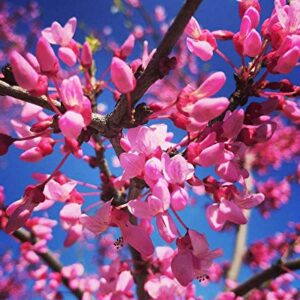 1105-Eastern Redbud Tree (Cercis Canadensis ‎) Seeds by Robsrareandgiantseeds UPC0764425786986 Non-GMO,Organic,USA-Grower,Bonsai, 1105 Package of 25 Seeds