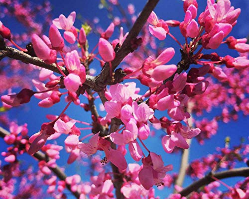 1105-Eastern Redbud Tree (Cercis Canadensis ‎) Seeds by Robsrareandgiantseeds UPC0764425786986 Non-GMO,Organic,USA-Grower,Bonsai, 1105 Package of 25 Seeds