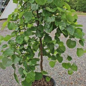 1105-Eastern Redbud Tree (Cercis Canadensis ‎) Seeds by Robsrareandgiantseeds UPC0764425786986 Non-GMO,Organic,USA-Grower,Bonsai, 1105 Package of 25 Seeds