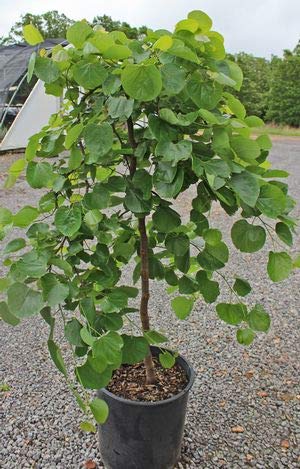 1105-Eastern Redbud Tree (Cercis Canadensis ‎) Seeds by Robsrareandgiantseeds UPC0764425786986 Non-GMO,Organic,USA-Grower,Bonsai, 1105 Package of 25 Seeds