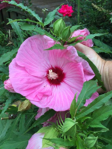 1112A-Tropical Hibiscus, Giant Pink (Hibiscus rosa-sinensis) Seeds by Robsrareandgiantseeds UPC0764425787105 Non-GMO,Organic,USA Grower, Cold Hardy, 1112-A Package of 10 Seeds