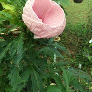 1112A-Tropical Hibiscus, Giant Pink (Hibiscus rosa-sinensis) Seeds by Robsrareandgiantseeds UPC0764425787105 Non-GMO,Organic,USA Grower, Cold Hardy, 1112-A Package of 10 Seeds