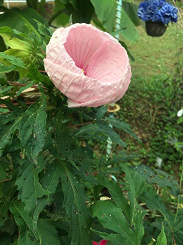 1112A-Tropical Hibiscus, Giant Pink (Hibiscus rosa-sinensis) Seeds by Robsrareandgiantseeds UPC0764425787105 Non-GMO,Organic,USA Grower, Cold Hardy, 1112-A Package of 10 Seeds