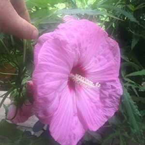 1112A-Tropical Hibiscus, Giant Pink (Hibiscus rosa-sinensis) Seeds by Robsrareandgiantseeds UPC0764425787105 Non-GMO,Organic,USA Grower, Cold Hardy, 1112-A Package of 10 Seeds