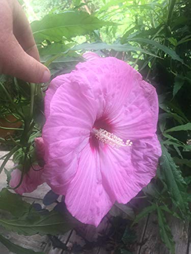 1112A-Tropical Hibiscus, Giant Pink (Hibiscus rosa-sinensis) Seeds by Robsrareandgiantseeds UPC0764425787105 Non-GMO,Organic,USA Grower, Cold Hardy, 1112-A Package of 10 Seeds