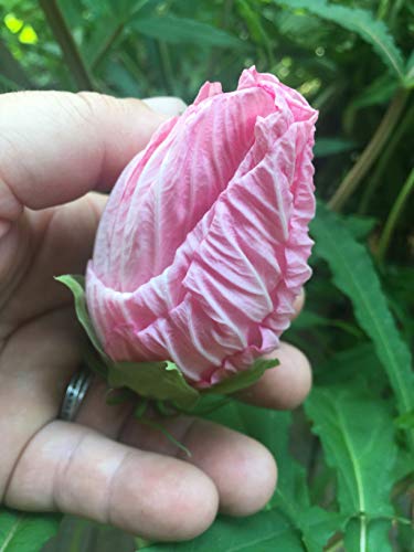 1112A-Tropical Hibiscus, Giant Pink (Hibiscus rosa-sinensis) Seeds by Robsrareandgiantseeds UPC0764425787105 Non-GMO,Organic,USA Grower, Cold Hardy, 1112-A Package of 10 Seeds