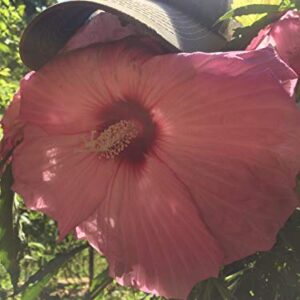 1112A-Tropical Hibiscus, Giant Pink (Hibiscus rosa-sinensis) Seeds by Robsrareandgiantseeds UPC0764425787105 Non-GMO,Organic,USA Grower, Cold Hardy, 1112-A Package of 10 Seeds