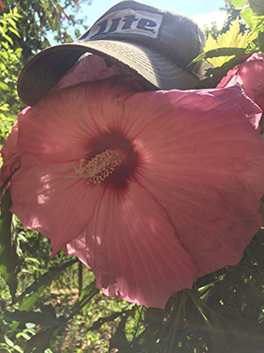 1112A-Tropical Hibiscus, Giant Pink (Hibiscus rosa-sinensis) Seeds by Robsrareandgiantseeds UPC0764425787105 Non-GMO,Organic,USA Grower, Cold Hardy, 1112-A Package of 10 Seeds