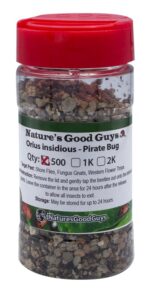 500 orius insidiosis - minute pirate bugs