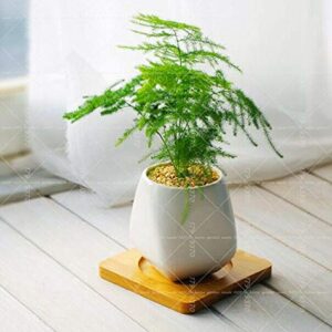 PLAT FIRM Germination Seeds:10PCS Asparagus (Asparagus Setaceus)-Smallboo Bonsai Setose Asparagus