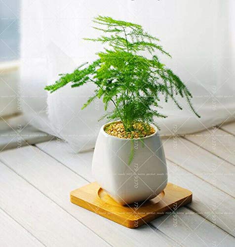 PLAT FIRM Germination Seeds:10PCS Asparagus (Asparagus Setaceus)-Smallboo Bonsai Setose Asparagus