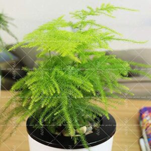 PLAT FIRM Germination Seeds:10PCS Asparagus (Asparagus Setaceus)-Smallboo Bonsai Setose Asparagus