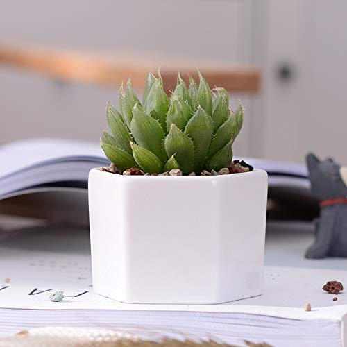 Zamtac Set of 9 Hexagon Flowerpots White Ceramic Succulent Plant Pot with Bamboo Stand Bonsai Planter Home Decor Ornament