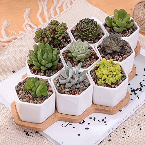 Zamtac Set of 9 Hexagon Flowerpots White Ceramic Succulent Plant Pot with Bamboo Stand Bonsai Planter Home Decor Ornament