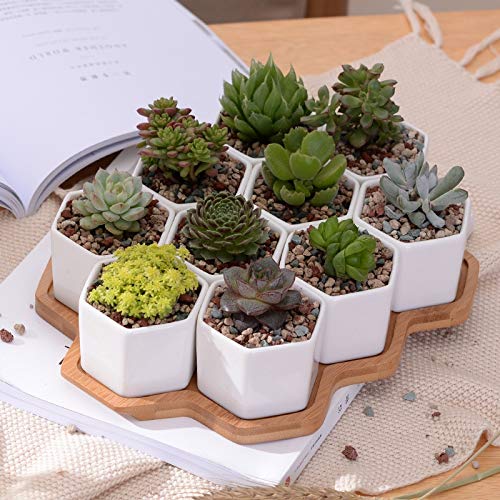 Zamtac Set of 10 Hexagon Flowerpots White Ceramic Succulent Plant Pot with Bamboo Stand Bonsai Planter Garden Supply