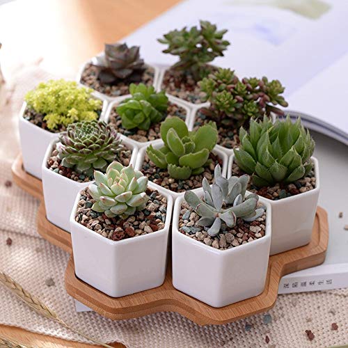 Zamtac Set of 10 Hexagon Flowerpots White Ceramic Succulent Plant Pot with Bamboo Stand Bonsai Planter Garden Supply