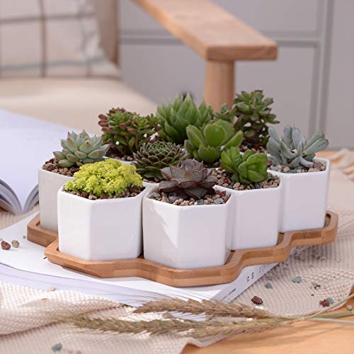 Zamtac Set of 10 Hexagon Flowerpots White Ceramic Succulent Plant Pot with Bamboo Stand Bonsai Planter Garden Supply