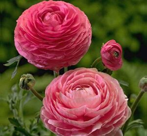 pink ranunculus bulbs - 10 bulbs - elegant balcony potted decoration yard gardening flowers home bonsai