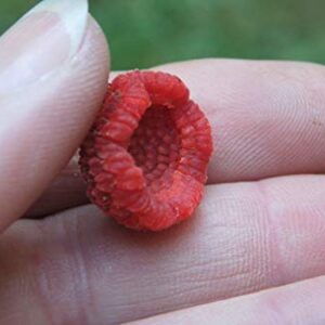 1142-Alaska Thimble Berry (Rubus parviflorus) Seeds by Robsrareandgiantseeds UPC0764425787679 Bonsai,Non-GMO,Organic,Historic Plants,Sacred, 1142 Package of 5 Seeds