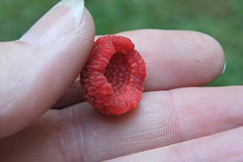 1142-Alaska Thimble Berry (Rubus parviflorus) Seeds by Robsrareandgiantseeds UPC0764425787679 Bonsai,Non-GMO,Organic,Historic Plants,Sacred, 1142 Package of 5 Seeds