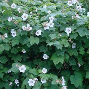 1142-Alaska Thimble Berry (Rubus parviflorus) Seeds by Robsrareandgiantseeds UPC0764425787679 Bonsai,Non-GMO,Organic,Historic Plants,Sacred, 1142 Package of 5 Seeds