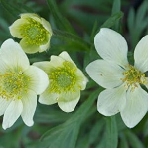 1142-Alaska Thimble Berry (Rubus parviflorus) Seeds by Robsrareandgiantseeds UPC0764425787679 Bonsai,Non-GMO,Organic,Historic Plants,Sacred, 1142 Package of 5 Seeds