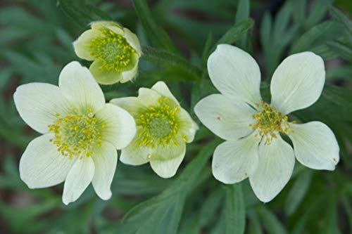 1142-Alaska Thimble Berry (Rubus parviflorus) Seeds by Robsrareandgiantseeds UPC0764425787679 Bonsai,Non-GMO,Organic,Historic Plants,Sacred, 1142 Package of 5 Seeds