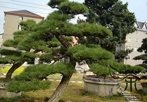 1144-Japanese Black Pine Tree (Pinus thunbergii) Seeds by Robsrareandgiantseeds UPC0764425787693 Bonsai,Non-GMO,Organic,Historic Plants,Sacred, 1144 Package of 5 Seeds