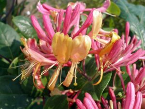 gold flame honeysuckle vine - lonicera - very hardy - 2.5" pot