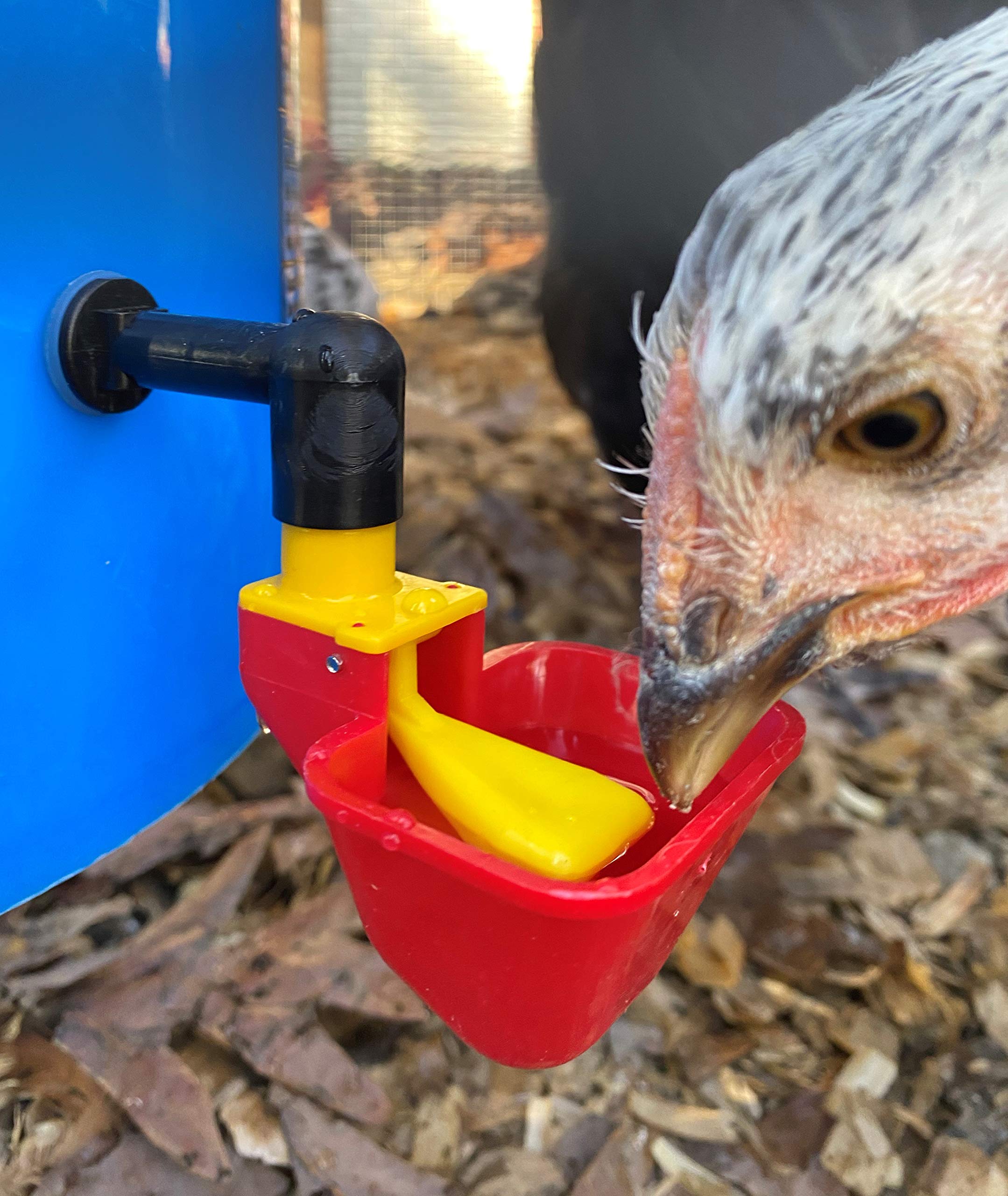 Backyard Barnyard 4 Pack NO PECK Poultry Cup Waterer Drinker for Chicken Ducks Quail (Hardware Included) Chooks Bebederos para Gallinas