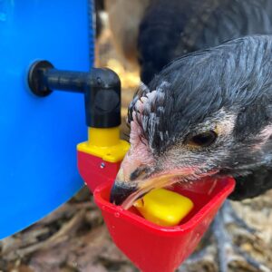 Backyard Barnyard 4 Pack NO PECK Poultry Cup Waterer Drinker for Chicken Ducks Quail (Hardware Included) Chooks Bebederos para Gallinas