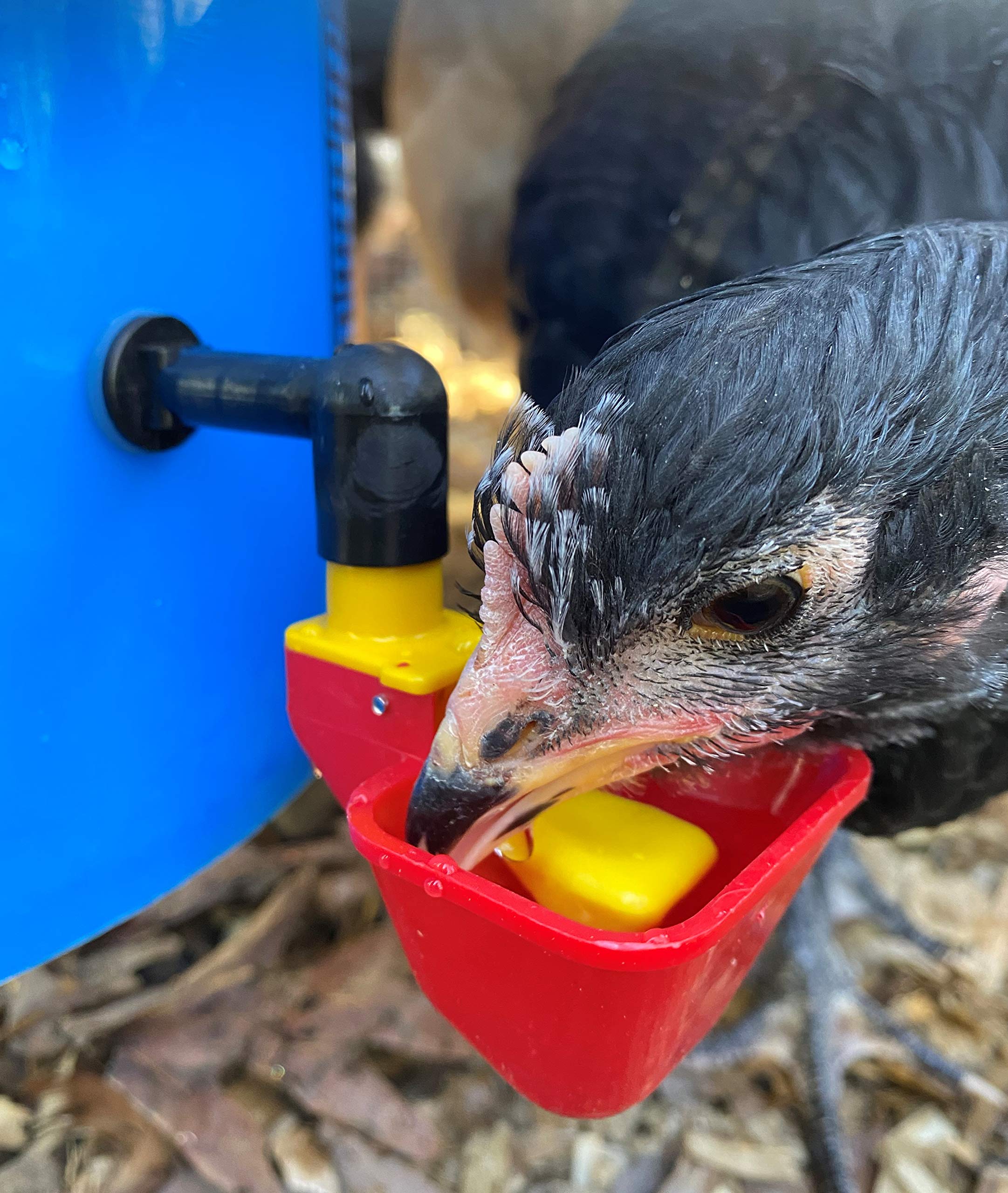 Backyard Barnyard 4 Pack NO PECK Poultry Cup Waterer Drinker for Chicken Ducks Quail (Hardware Included) Chooks Bebederos para Gallinas