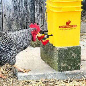 Backyard Barnyard 4 Pack NO PECK Poultry Cup Waterer Drinker for Chicken Ducks Quail (Hardware Included) Chooks Bebederos para Gallinas