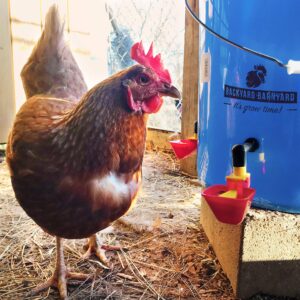 Backyard Barnyard 4 Pack NO PECK Poultry Cup Waterer Drinker for Chicken Ducks Quail (Hardware Included) Chooks Bebederos para Gallinas