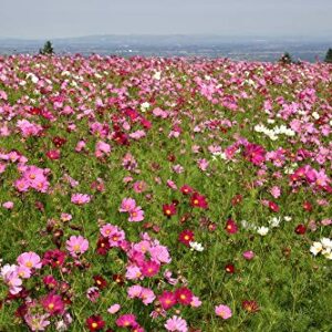 2000 Sensation Mix Cosmos Bipinnatus Seeds, by Seeds2Go