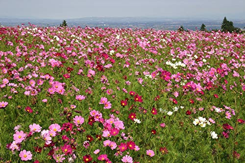 2000 Sensation Mix Cosmos Bipinnatus Seeds, by Seeds2Go