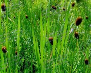 1196-Dwarf Cattails (Typha laxmannii) Seeds by Robsrareandgiantseeds UPC0764425788492 Non-GMO,Organic,USA Grower,Bonsai,Showy, Butterfly Flower,1196 Package of 25 Seeds