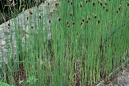 1196-Dwarf Cattails (Typha laxmannii) Seeds by Robsrareandgiantseeds UPC0764425788492 Non-GMO,Organic,USA Grower,Bonsai,Showy, Butterfly Flower,1196 Package of 25 Seeds