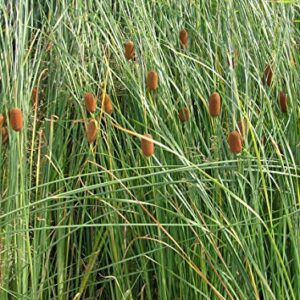 1196-Dwarf Cattails (Typha laxmannii) Seeds by Robsrareandgiantseeds UPC0764425788492 Non-GMO,Organic,USA Grower,Bonsai,Showy, Butterfly Flower,1196 Package of 25 Seeds