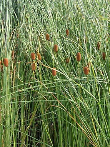 1196-Dwarf Cattails (Typha laxmannii) Seeds by Robsrareandgiantseeds UPC0764425788492 Non-GMO,Organic,USA Grower,Bonsai,Showy, Butterfly Flower,1196 Package of 25 Seeds