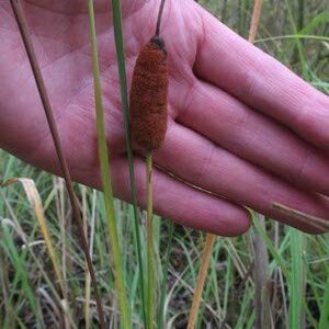 1196-Dwarf Cattails (Typha laxmannii) Seeds by Robsrareandgiantseeds UPC0764425788492 Non-GMO,Organic,USA Grower,Bonsai,Showy, Butterfly Flower,1196 Package of 25 Seeds