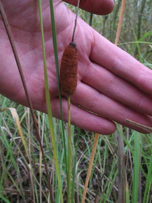 1196-Dwarf Cattails (Typha laxmannii) Seeds by Robsrareandgiantseeds UPC0764425788492 Non-GMO,Organic,USA Grower,Bonsai,Showy, Butterfly Flower,1196 Package of 25 Seeds