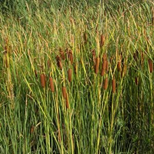 1196-Dwarf Cattails (Typha laxmannii) Seeds by Robsrareandgiantseeds UPC0764425788492 Non-GMO,Organic,USA Grower,Bonsai,Showy, Butterfly Flower,1196 Package of 25 Seeds