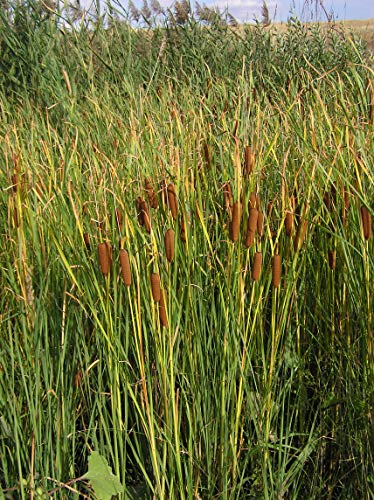 1196-Dwarf Cattails (Typha laxmannii) Seeds by Robsrareandgiantseeds UPC0764425788492 Non-GMO,Organic,USA Grower,Bonsai,Showy, Butterfly Flower,1196 Package of 25 Seeds