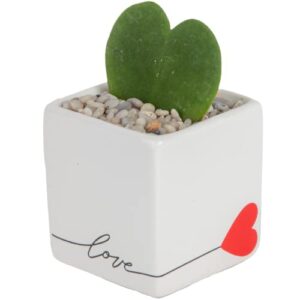 costa farms live indoor plant hoya heart, succulent-like houseplant in modern decor love planter, room décor, desk décor, great mother's day gift, excellent tabletop size, room décor, 5-inches tall