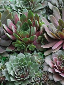 perennial farm marketplace sempervivum 'hot mix' (hens & chicks) perennial, 1 quart, green/red/tan foliage