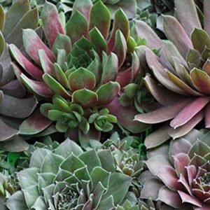 Perennial Farm Marketplace Sempervivum 'Hot Mix' (Hens & Chicks) Perennial, 1 Quart, Green/Red/Tan Foliage