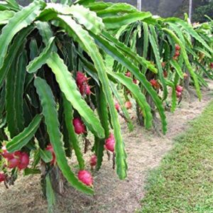 1214-Dragon Fruit, Mixed Red-White (Pitaya Blanca,roja) Seeds by Robsrareandgiantseeds UPC0764425788676 Non-GMO,Organic,Historic Plants, Bonsai, Tropical Fruit,Cactus, Betacyanins Package of 15 Seeds