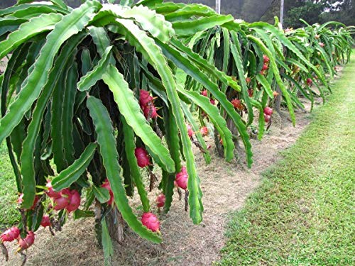 1214-Dragon Fruit, Mixed Red-White (Pitaya Blanca,roja) Seeds by Robsrareandgiantseeds UPC0764425788676 Non-GMO,Organic,Historic Plants, Bonsai, Tropical Fruit,Cactus, Betacyanins Package of 15 Seeds